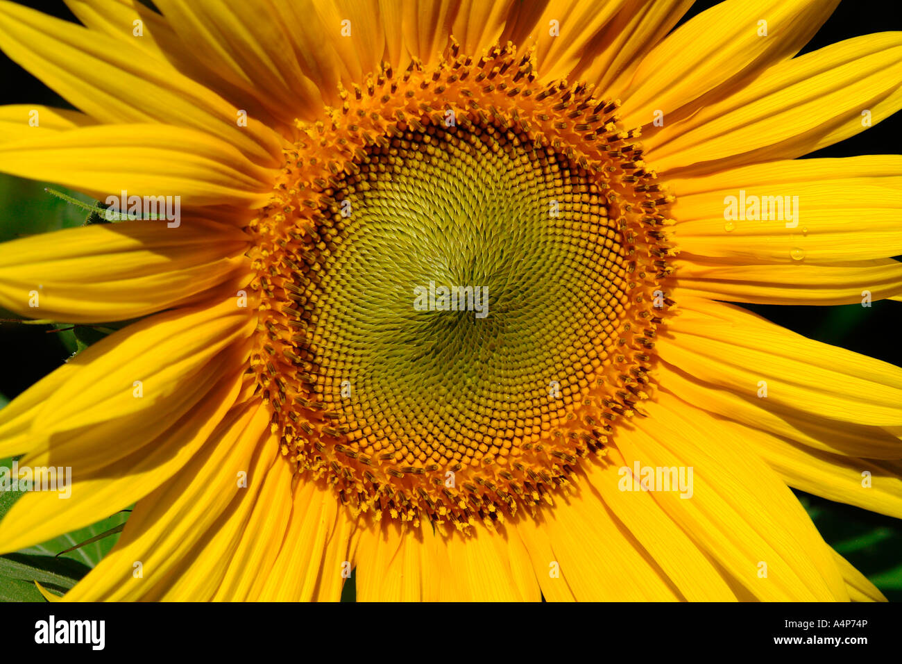 sunflower head close-up Stock Photo - Alamy