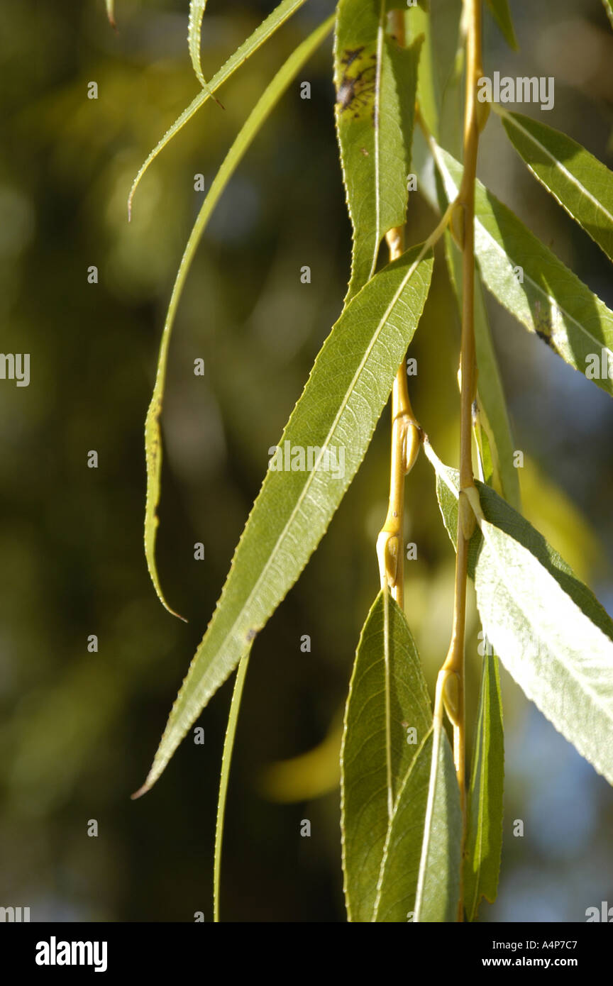 Willow leaves pattern hi-res stock photography and images - Alamy