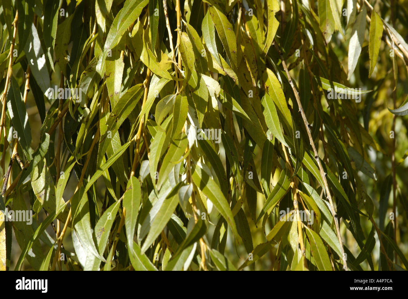 Willow leaves pattern hi-res stock photography and images - Alamy