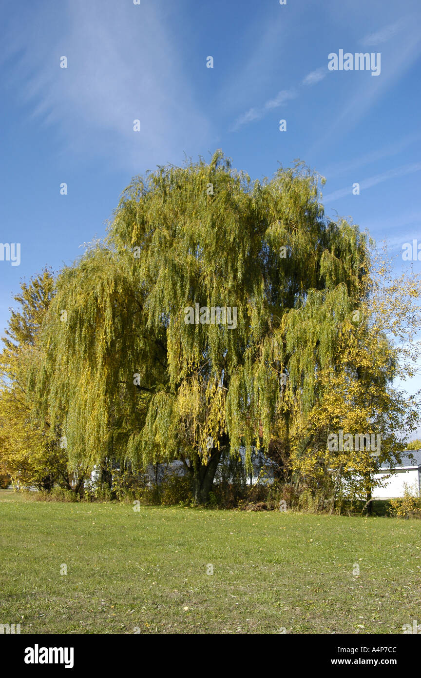Willow leaves pattern hi-res stock photography and images - Alamy