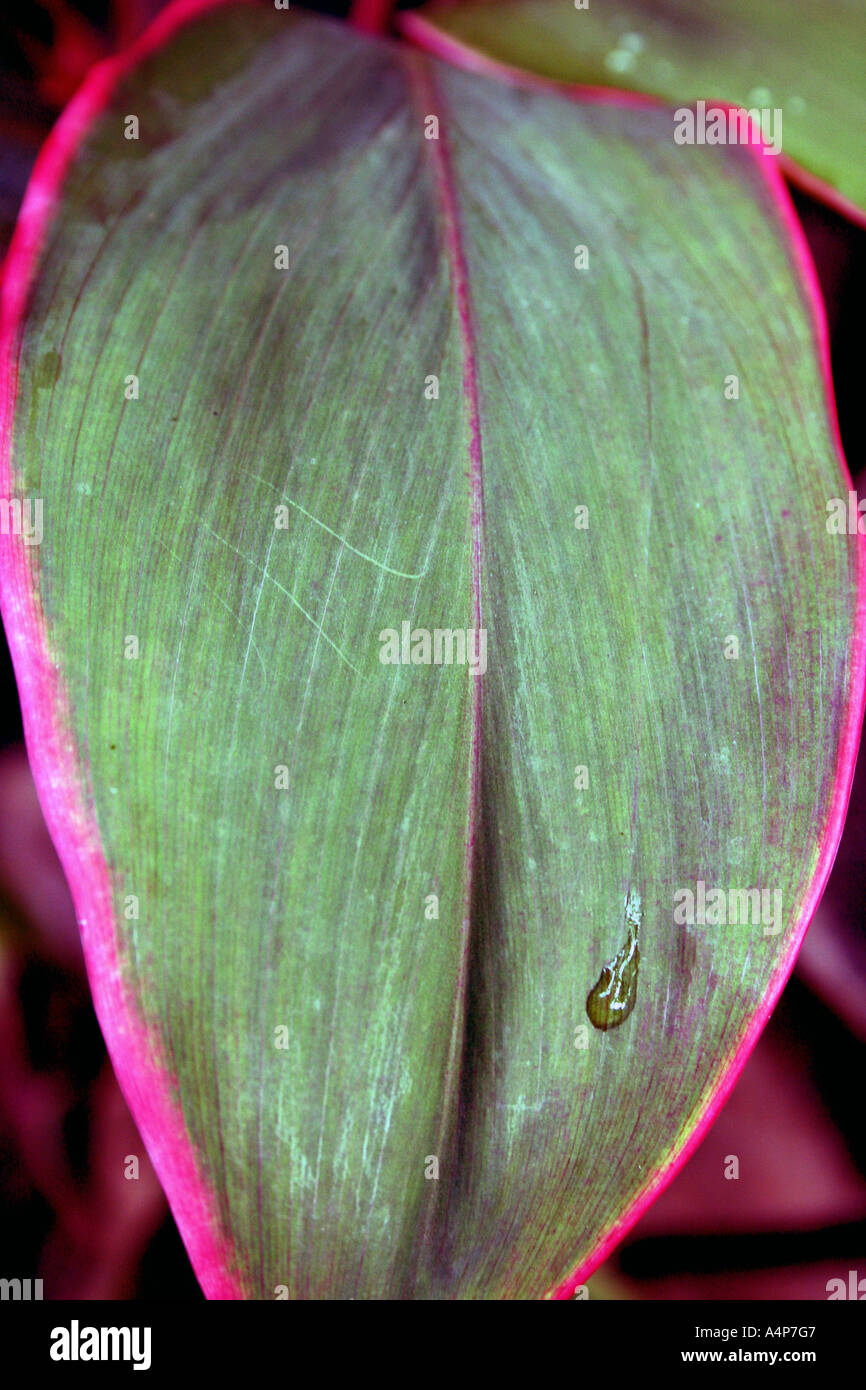 Leaf rim hi-res stock photography and images - Alamy