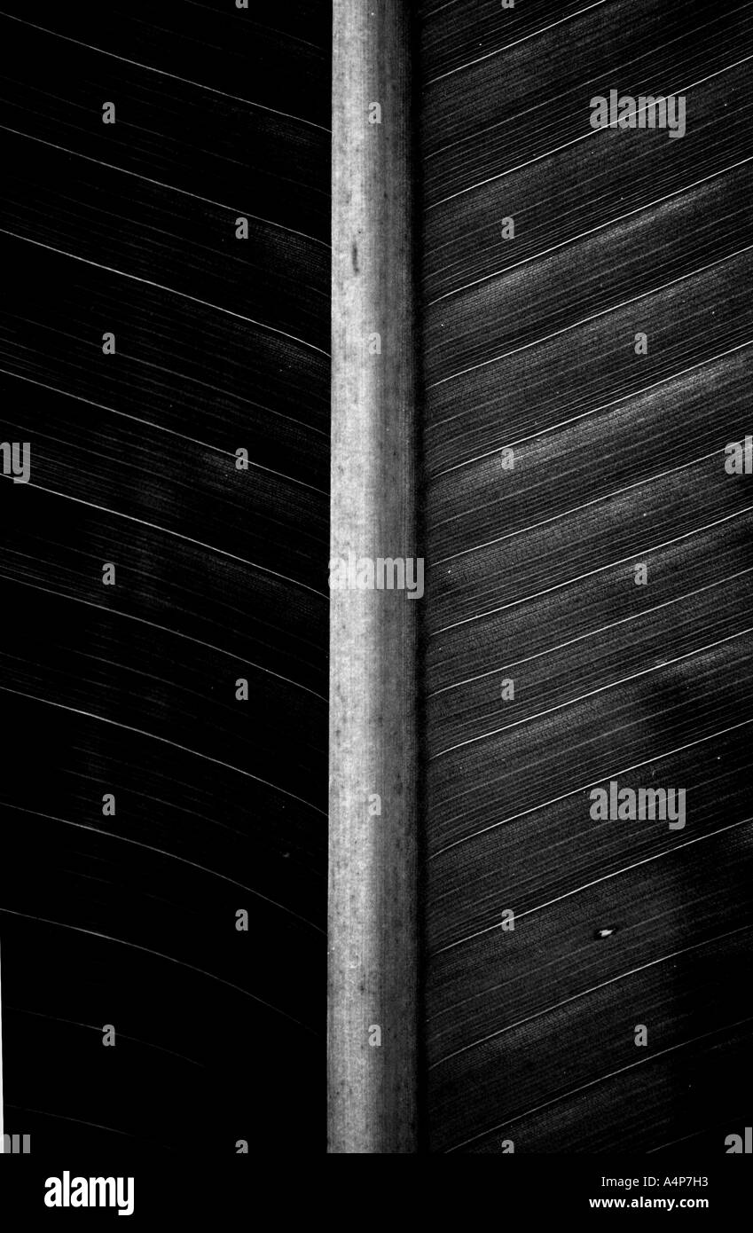 Mono leaf hi-res stock photography and images - Alamy