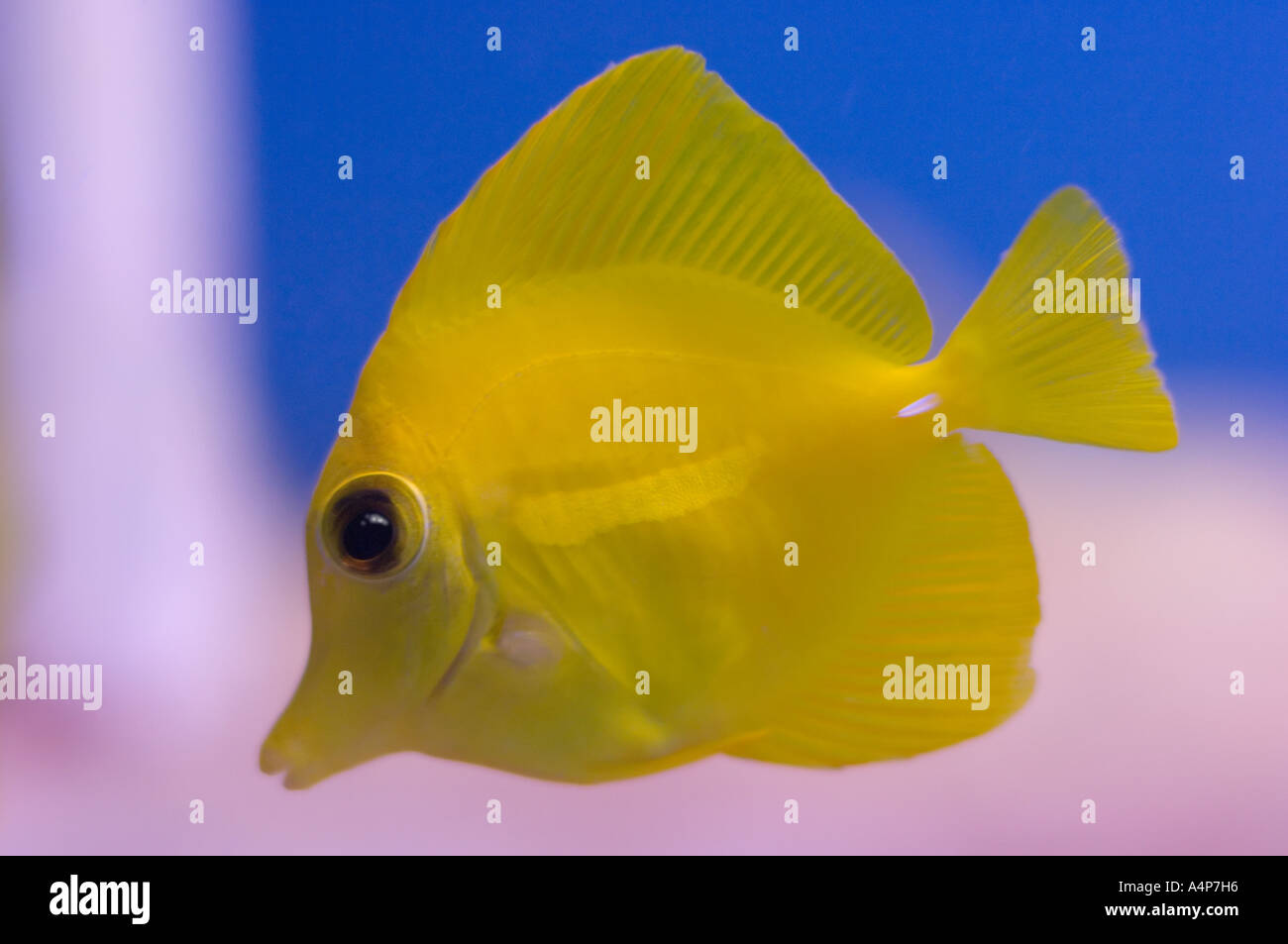 A Yellow tang Stock Photo - Alamy