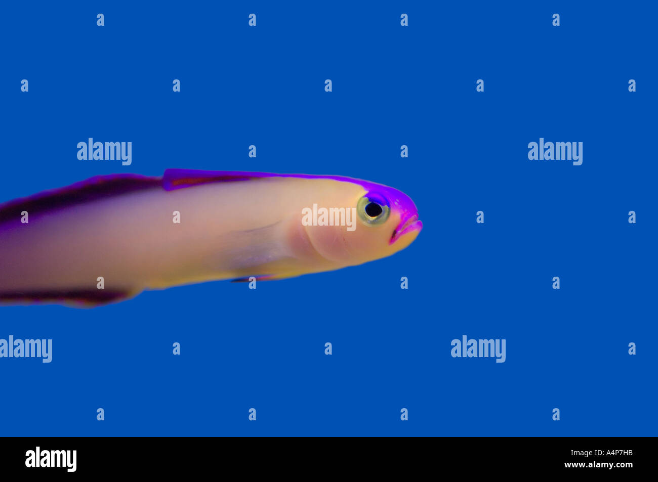 Purple fire fish Stock Photo - Alamy
