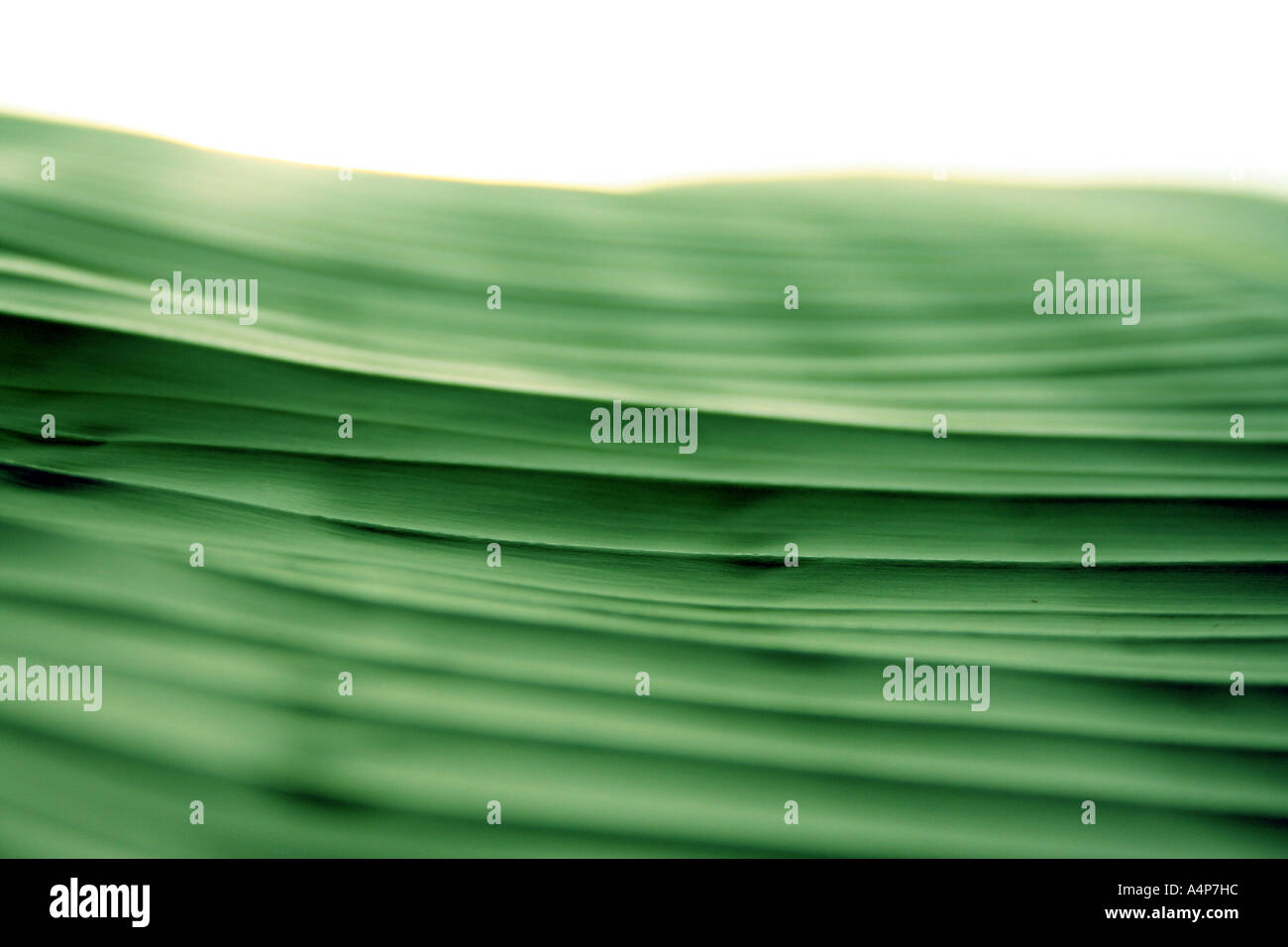 Undulate flora hi-res stock photography and images - Alamy