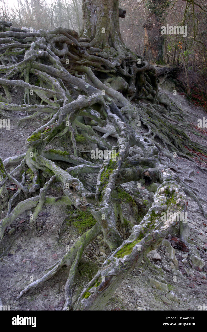 exposed tree roots Stock Photo - Alamy