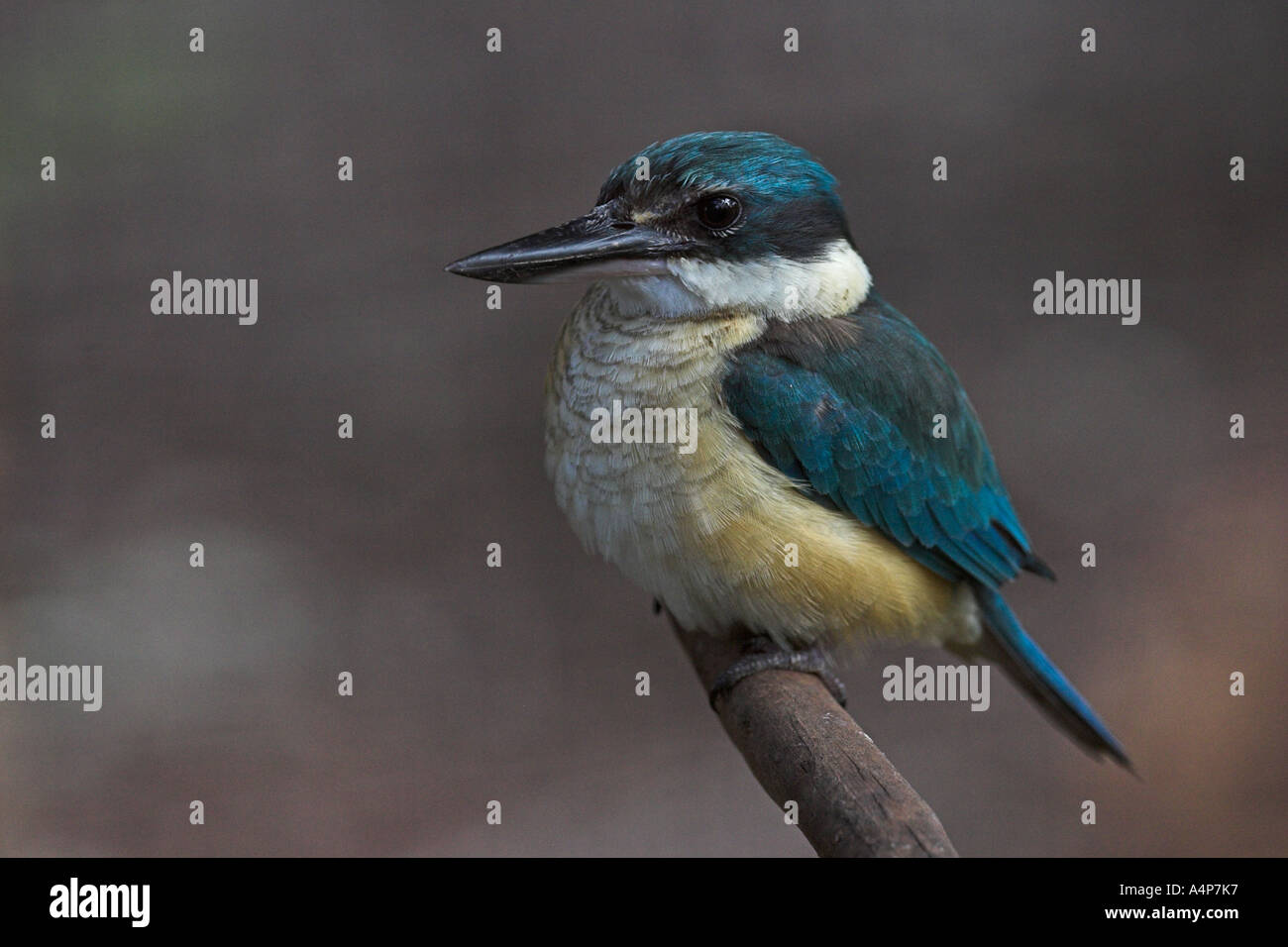 Todiramphus sancta hi-res stock photography and images - Alamy