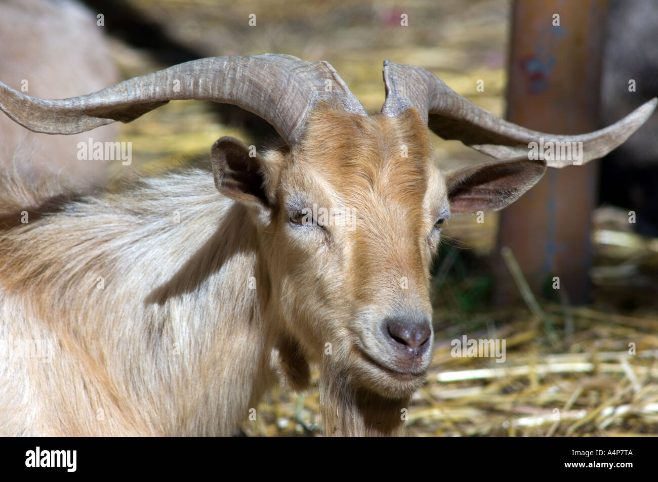 Cattle stampede hi-res stock photography and images - Alamy