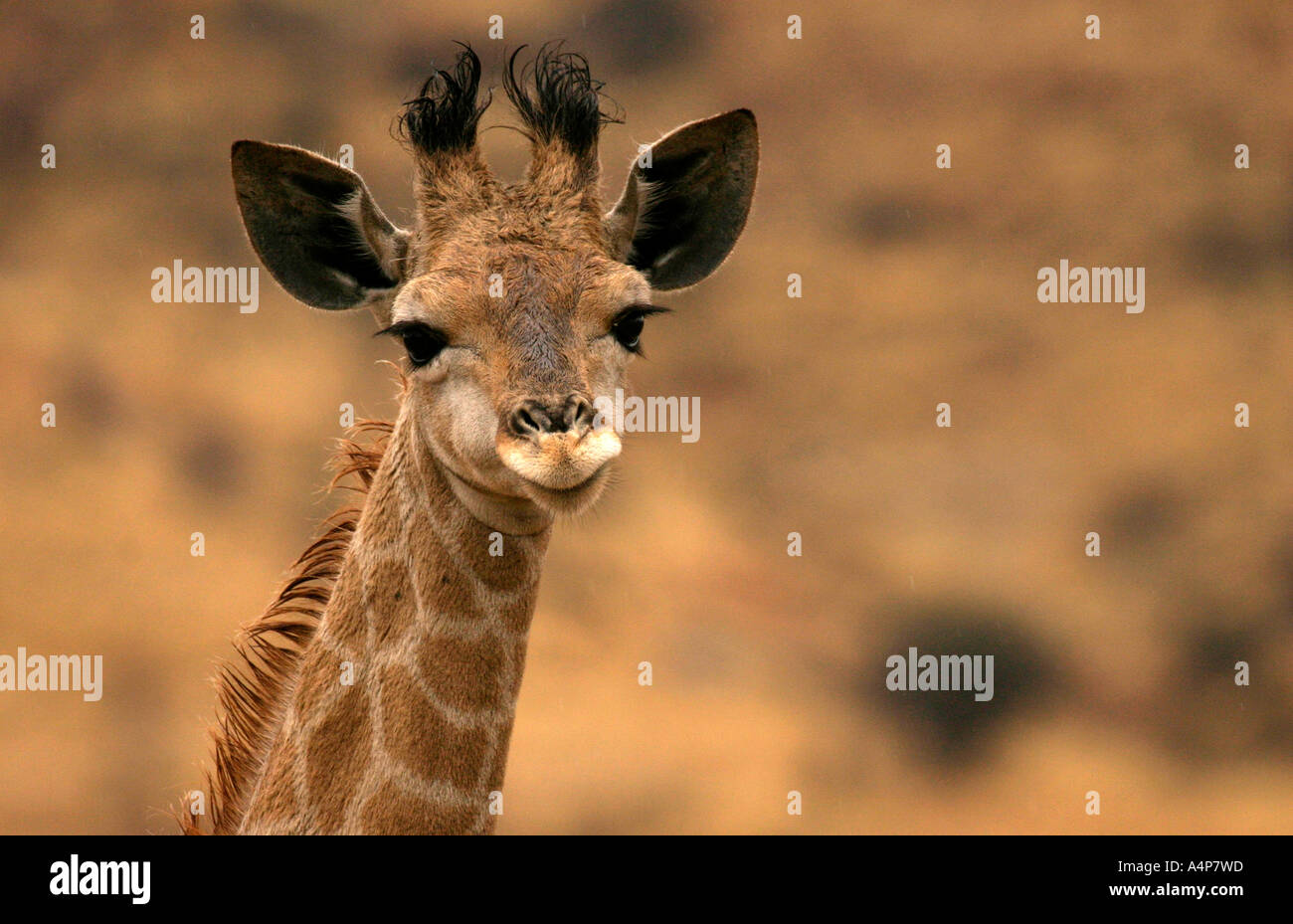 Young giraffe Giraffa camelopardalis giraffa in Namibia Stock Photo - Alamy