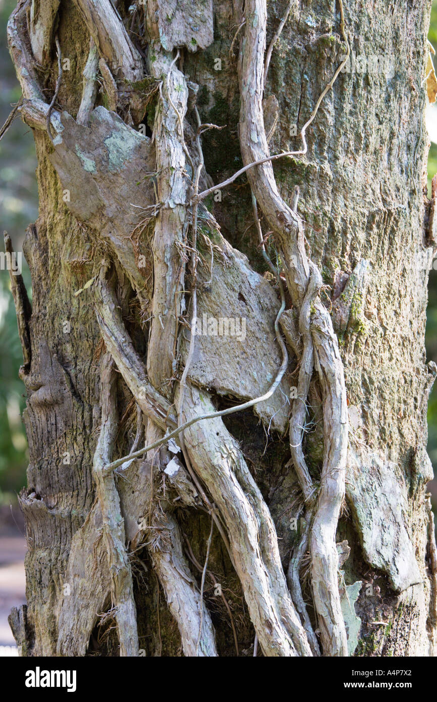 Thick vines grow up tree trunk in Rainbow Springs State Park near ...