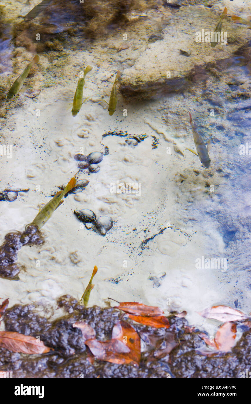 Artesian spring water hi-res stock photography and images - Alamy