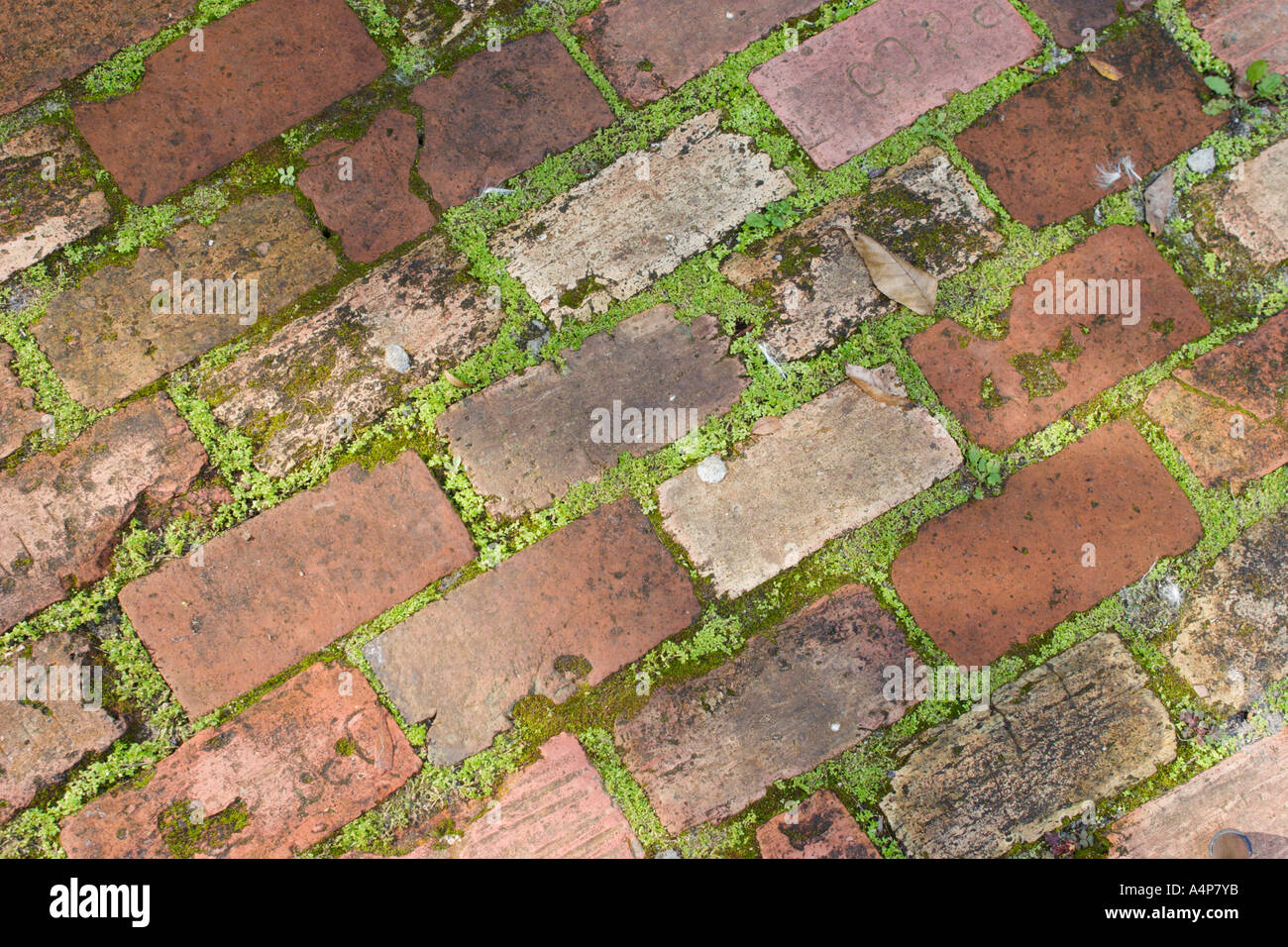 Growing Moss On Brick Pavers How To Clean Pavers: Remove Moss, Weeds,