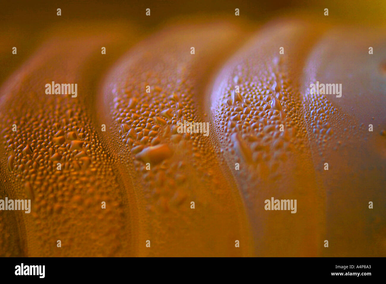 Water Drops Condinsation Stock Photo - Alamy