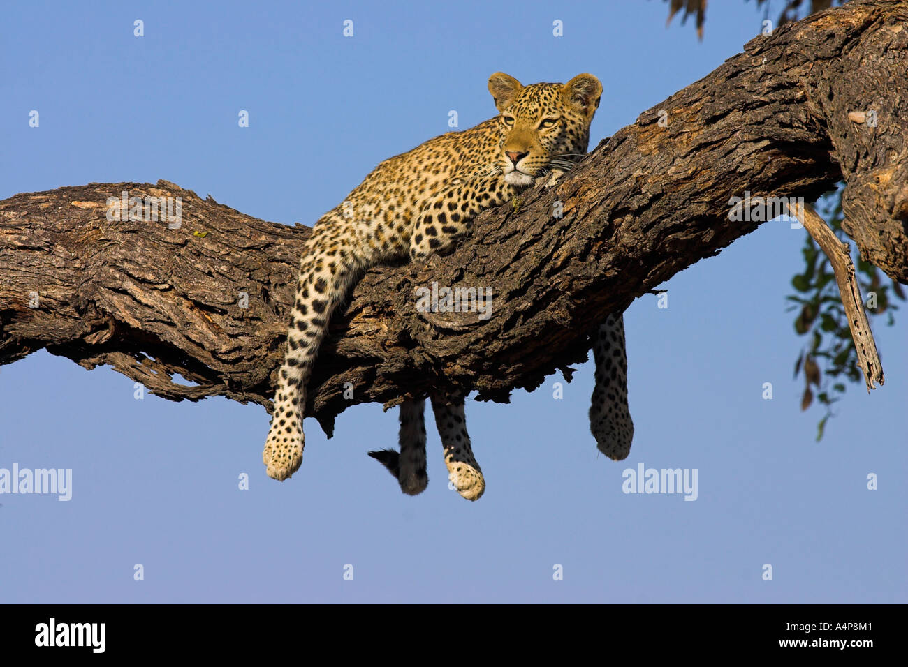 African leopard, panthera pardus pardus resting in a tree Stock Photo ...