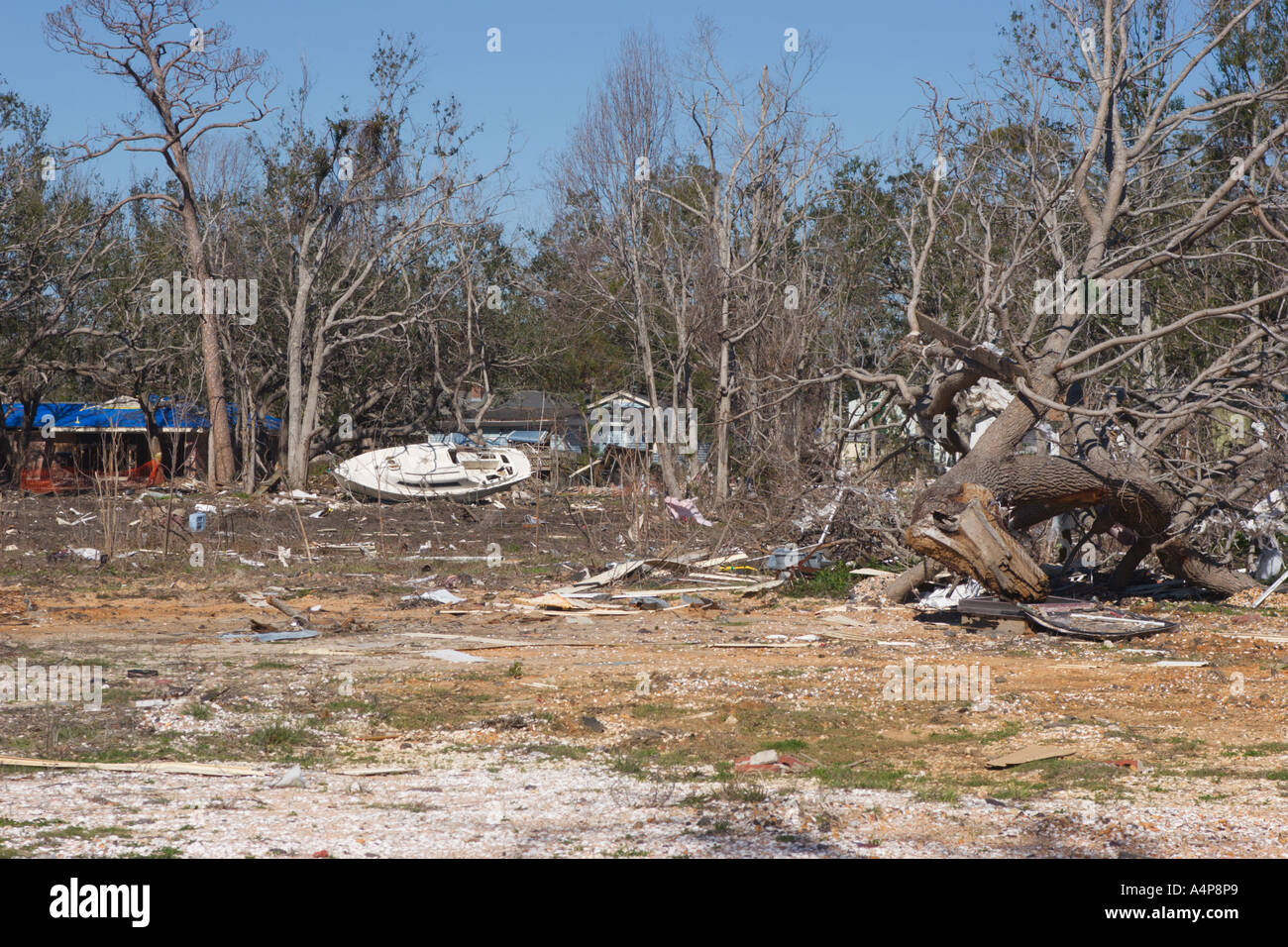 Hurricane damage trees hi-res stock photography and images - Alamy