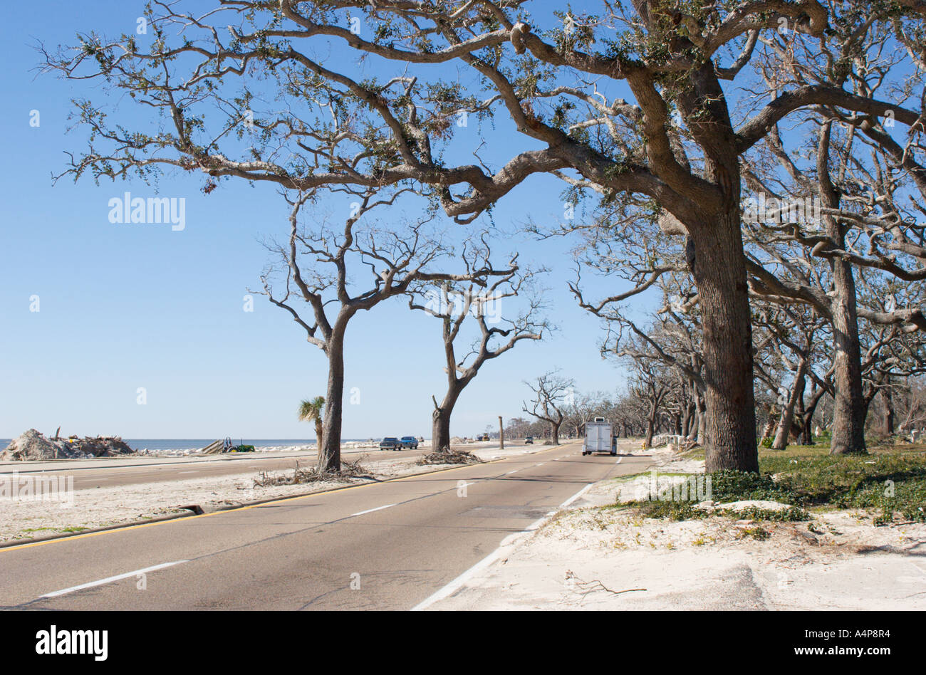 Live Oak trees across highway 90 from beach lose foliage but withstand ...