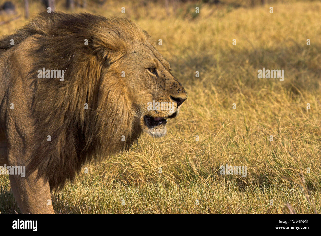 African lion Panthera leo male Stock Photo - Alamy