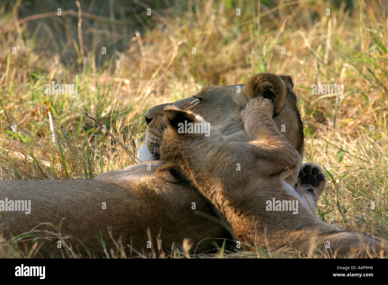 African lion Panthera leo cub playing with mother Stock Photo - Alamy African lion Panthera leo cub playing with mother Stock Photo - Alamy