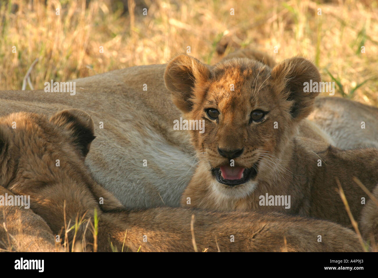 African lion cub Panthera leo Stock Photo - Alamy