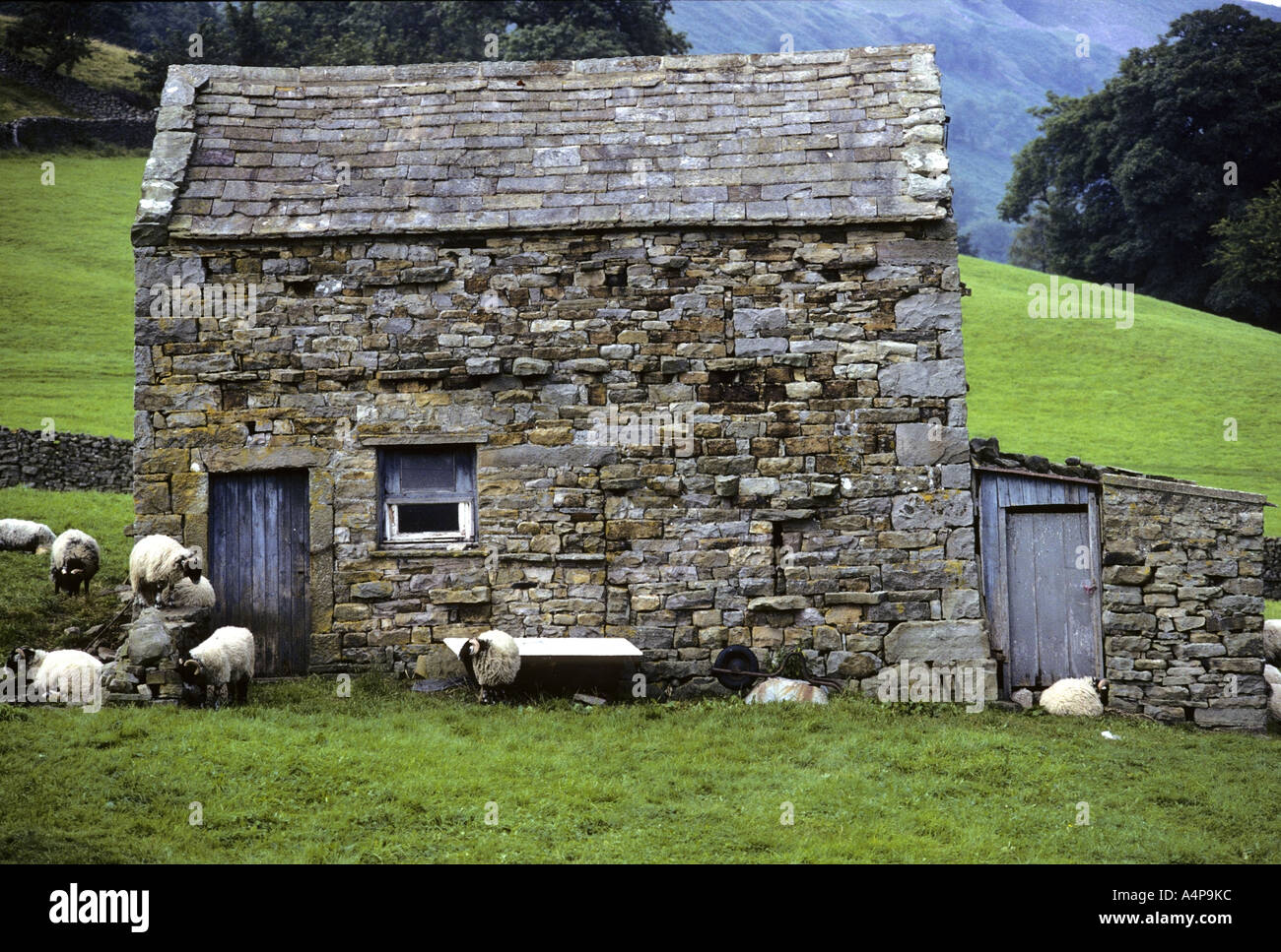 Traditional Dales field barn at Muker, North Yorkshire, England, UK ...
