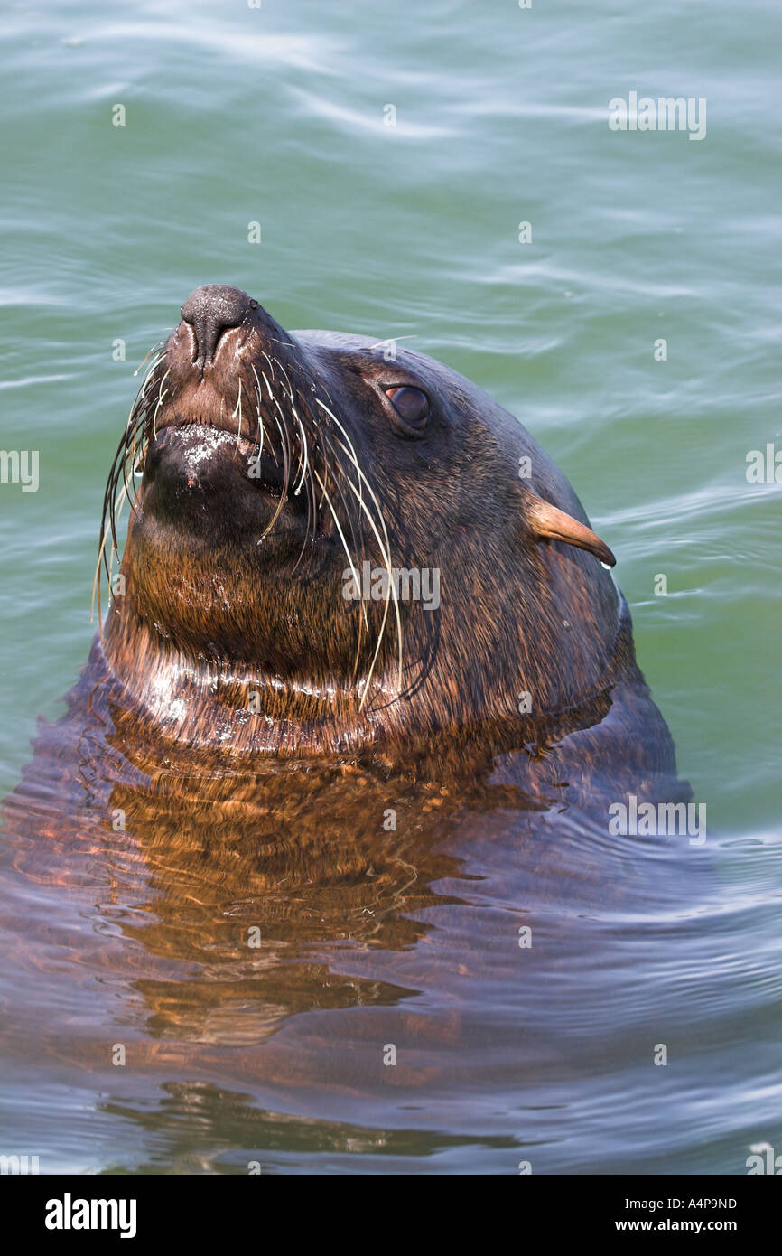 Cape fur seal Arctocephalus pusillus pusillus Stock Photo - Alamy