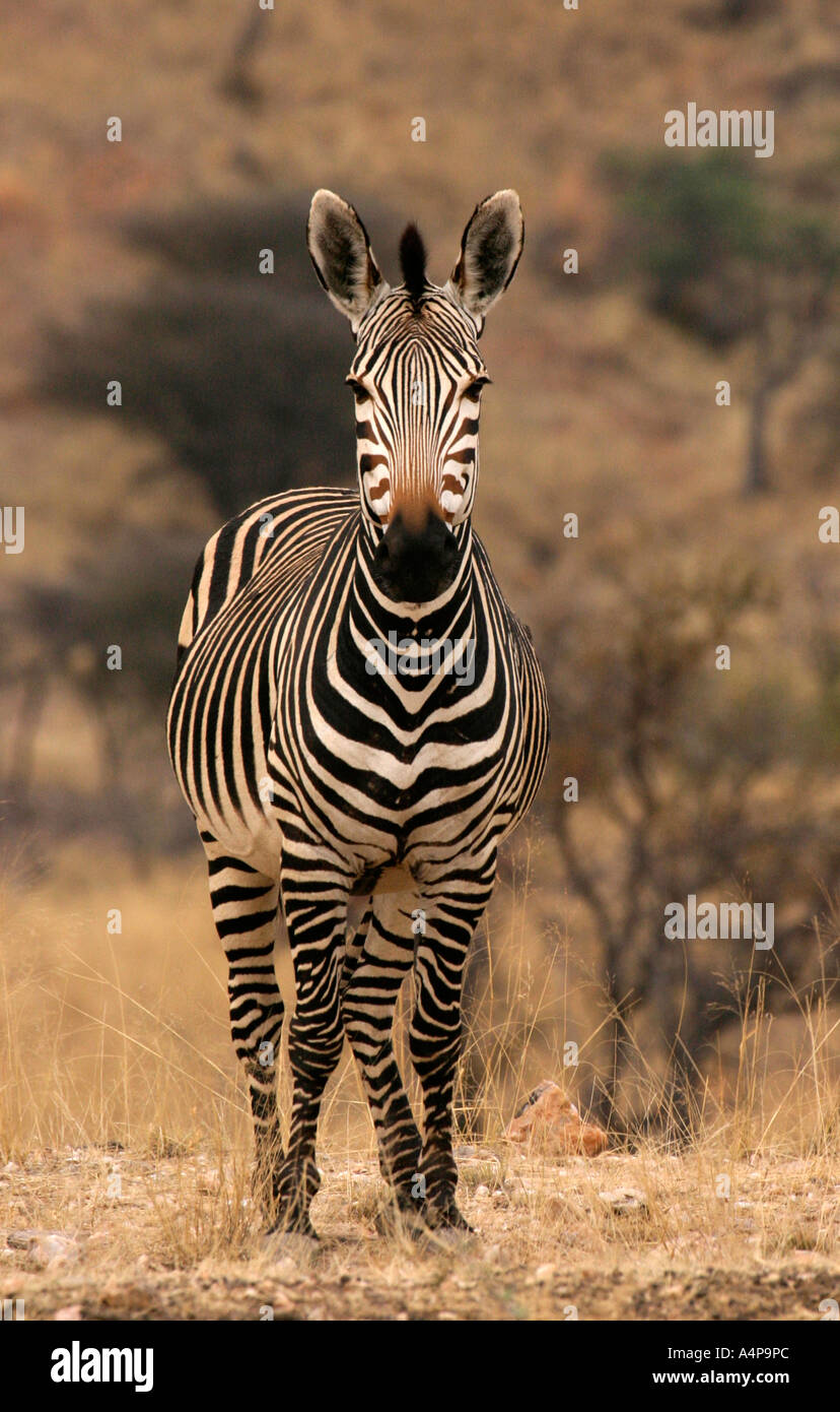 Hartmann's Mountain Zebra Equus hartmannae Stock Photo - Alamy