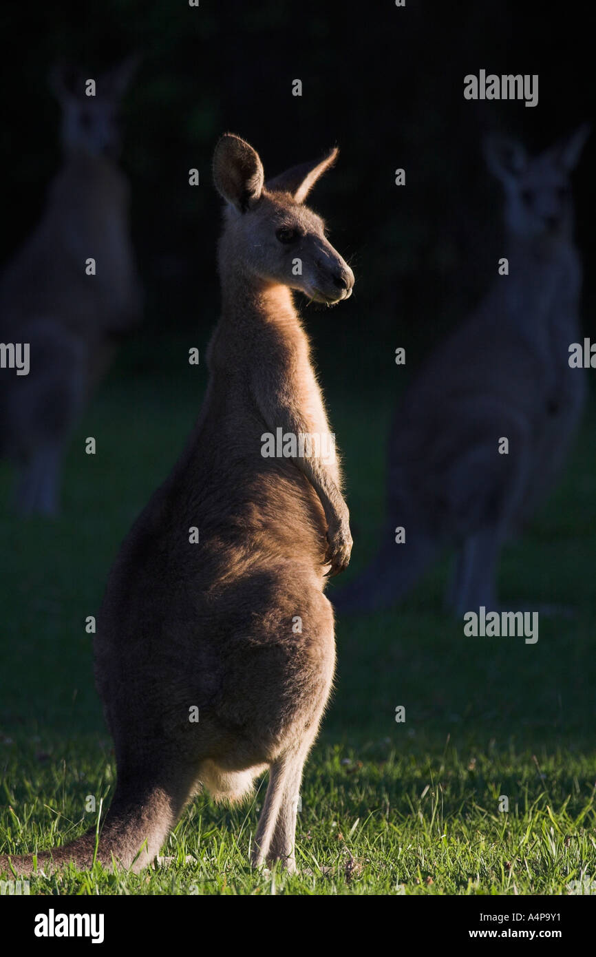 eastern grey kangaroo, macropus giganteus Stock Photo - Alamy