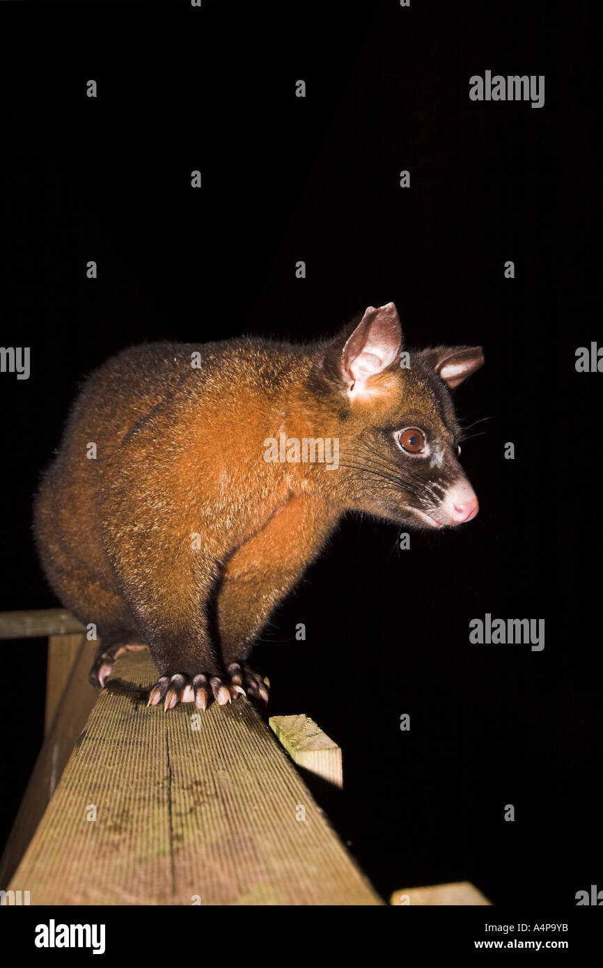 common brush tailed possum, trichosurus vulpecula, silver grey, bushy ...