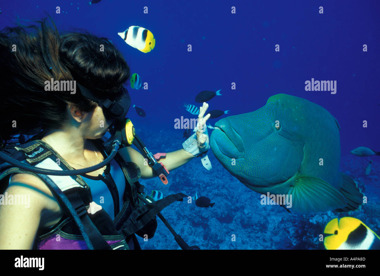 French Polynesia, Napoleonfish Stock Photo - Alamy