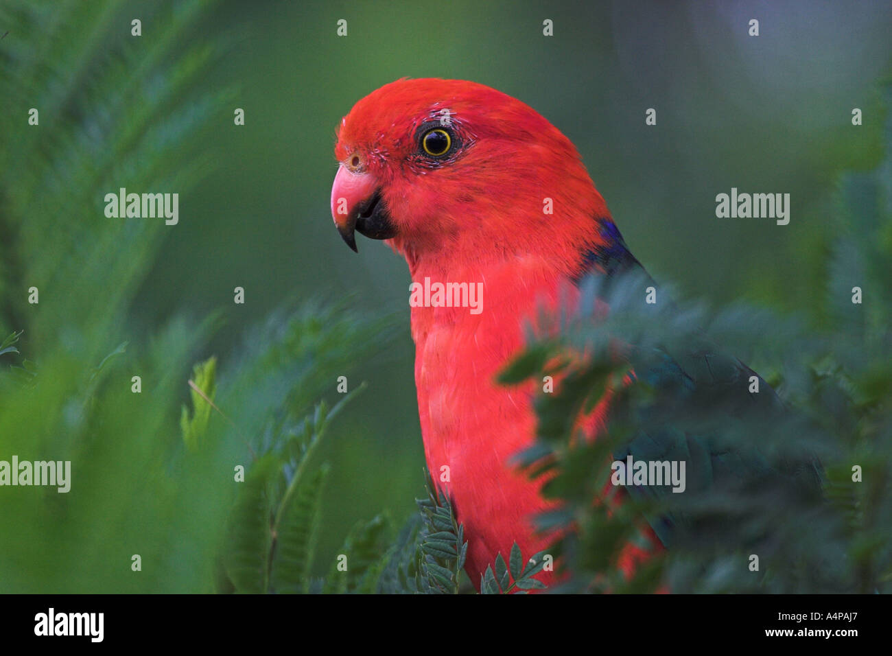 king parrot alisterus scapularis Stock Photo - Alamy