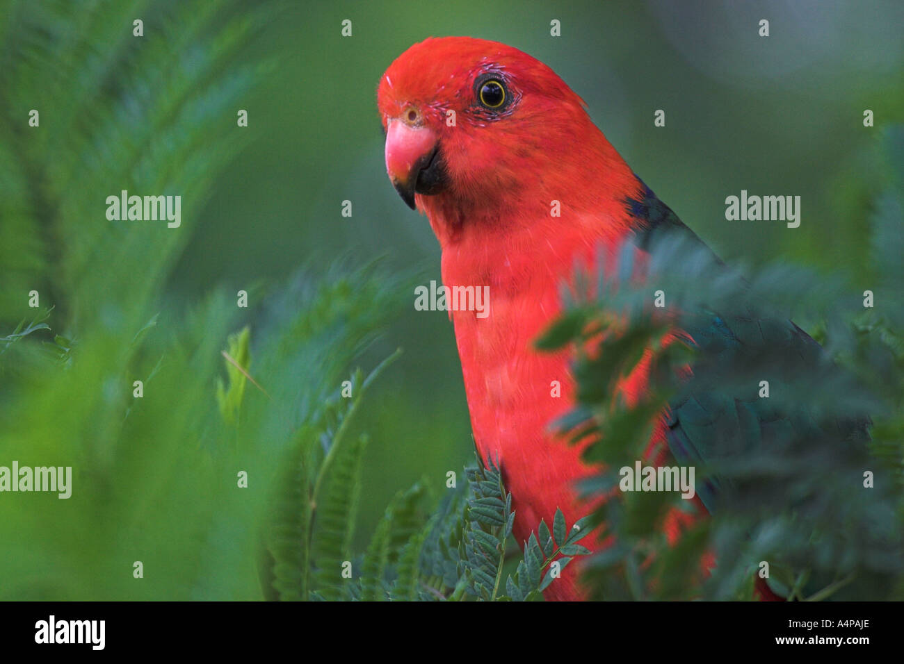 king parrot alisterus scapularis Stock Photo - Alamy