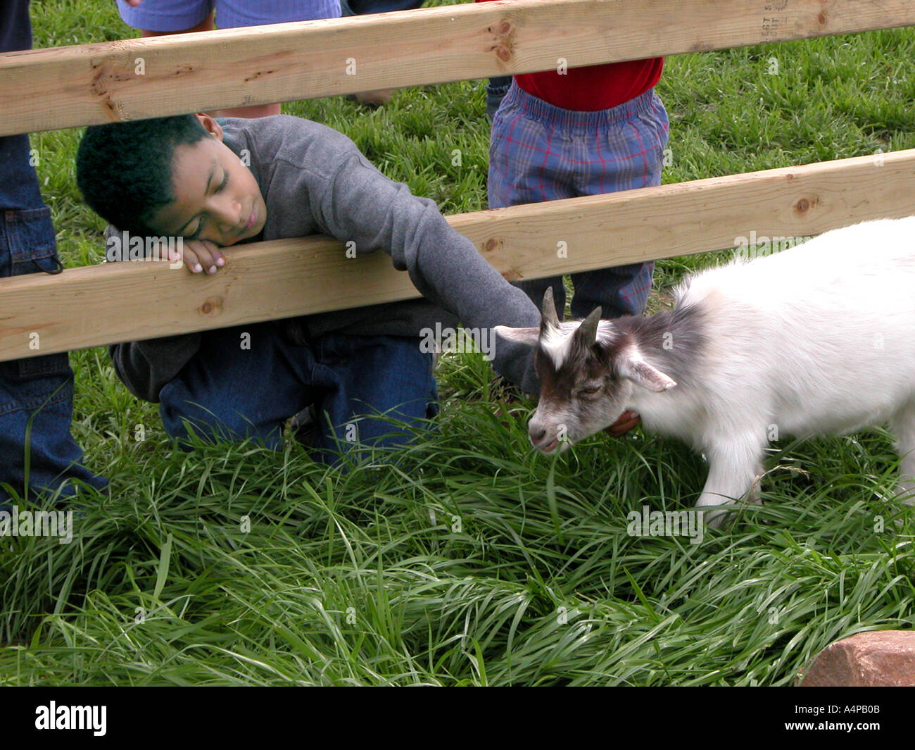 Child playing with goat hi-res stock photography and images - Alamy