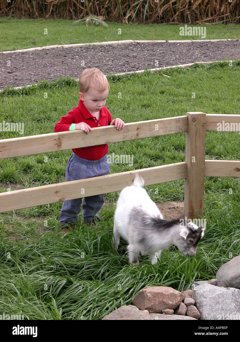 Child playing with goat hi-res stock photography and images - Alamy