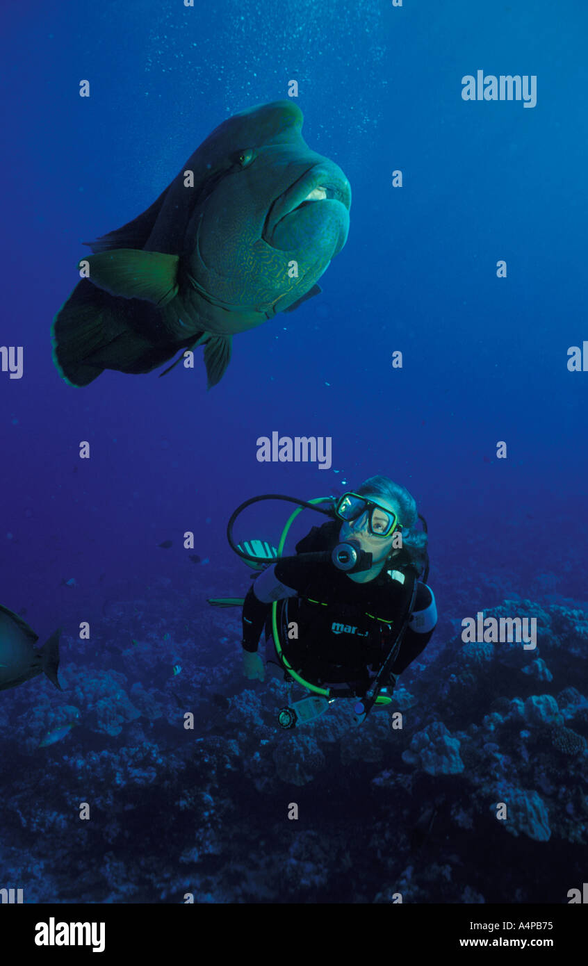 French Polynesia, scuba diver looking at napolean fish, low angle view ...