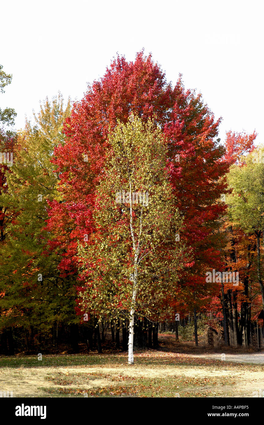 Michigan colors hi-res stock photography and images - Alamy