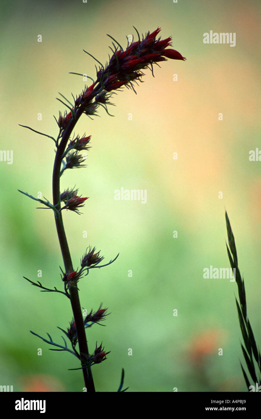 Skyrocket wildflower hi-res stock photography and images - Alamy