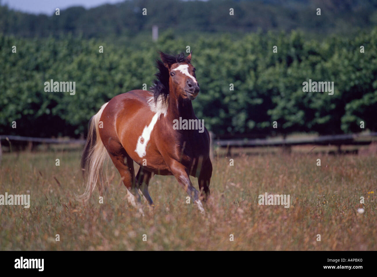 Indian pony hi-res stock photography and images - Alamy
