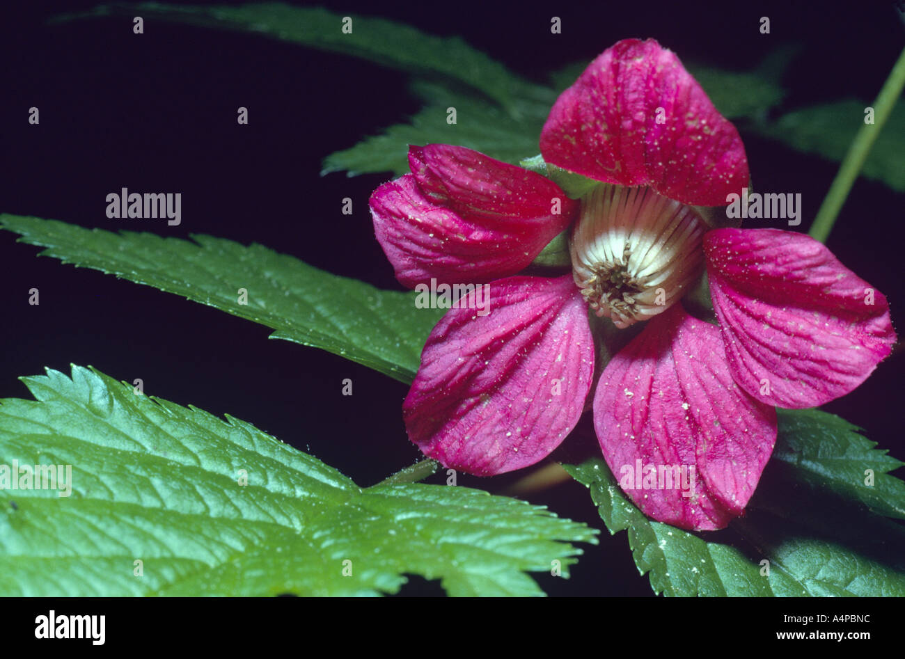 Stock Photo wildflower Salmonberry blossom Rubus spectabilis Willamette ...
