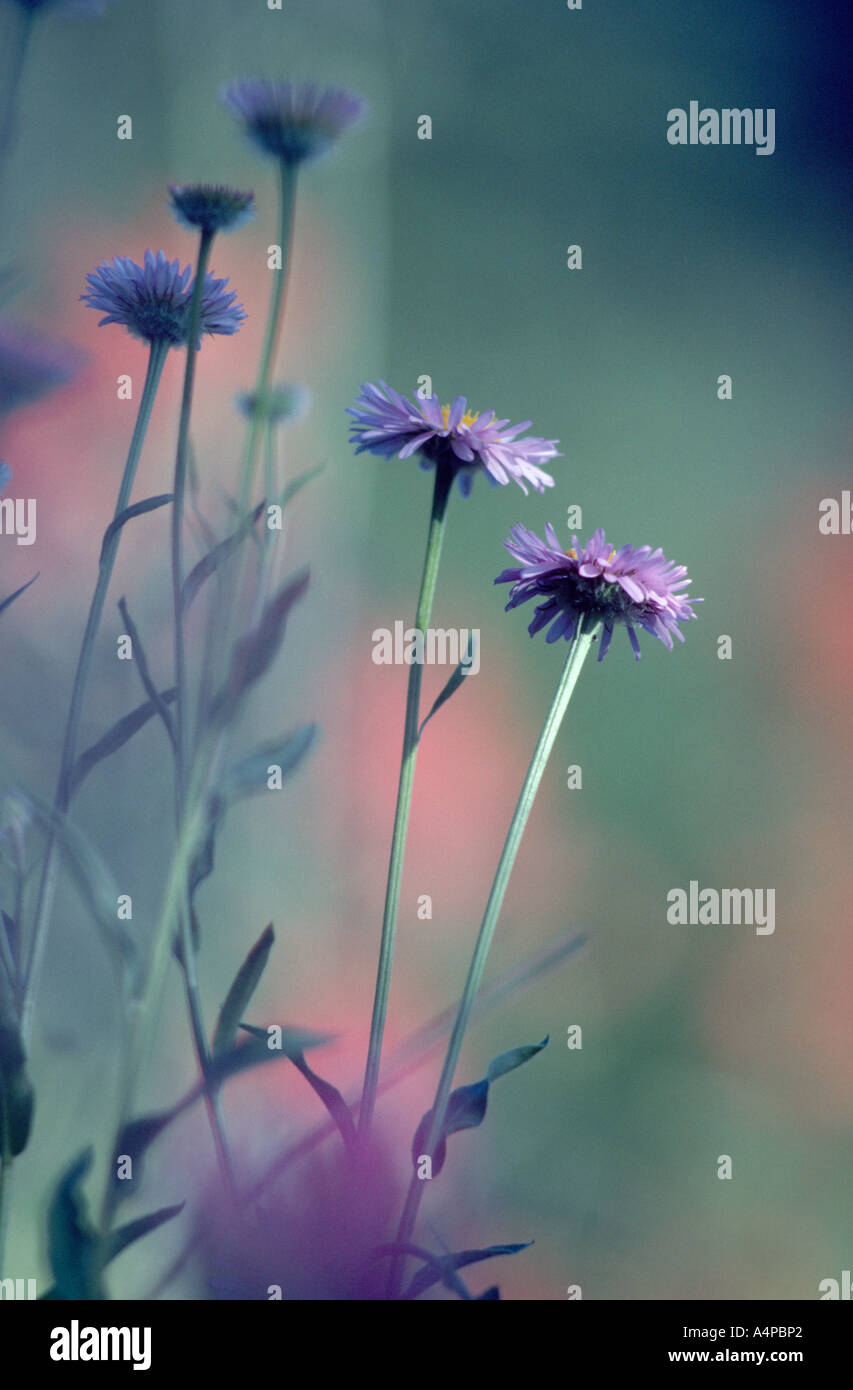stock photo wildflower Leafy Aster Aster foliaceus Blair Meadows ...