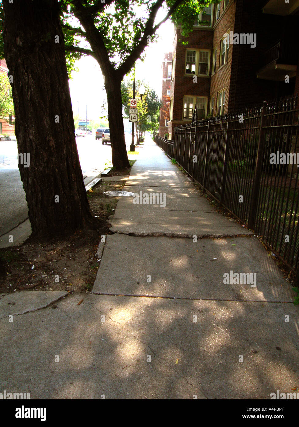 Tree roots growth causing the sidewalk to break and crack Stock Photo ...
