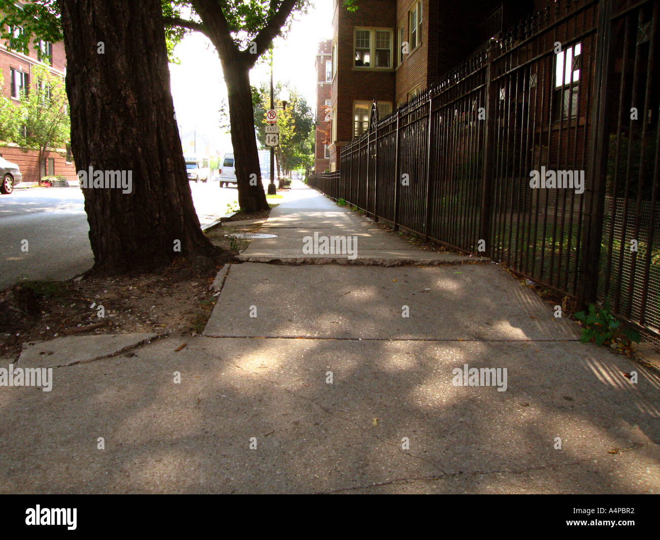 Tree roots growth causing the sidewalk to break and crack Stock Photo ...