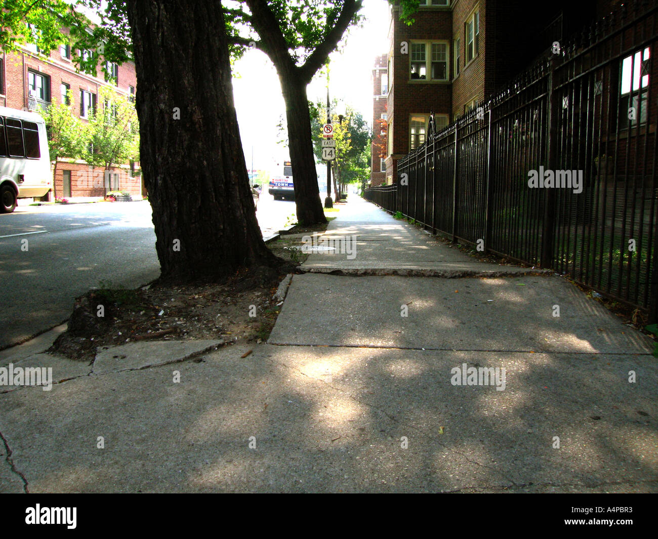 Tree roots growth causing the sidewalk to buckle and crack Stock Photo ...