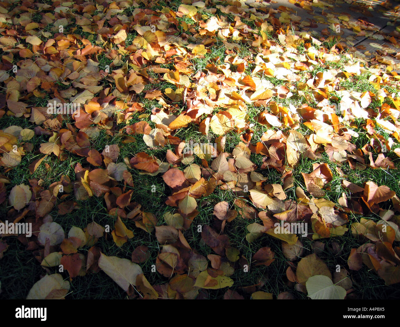 Count these leaves hi-res stock photography and images - Alamy