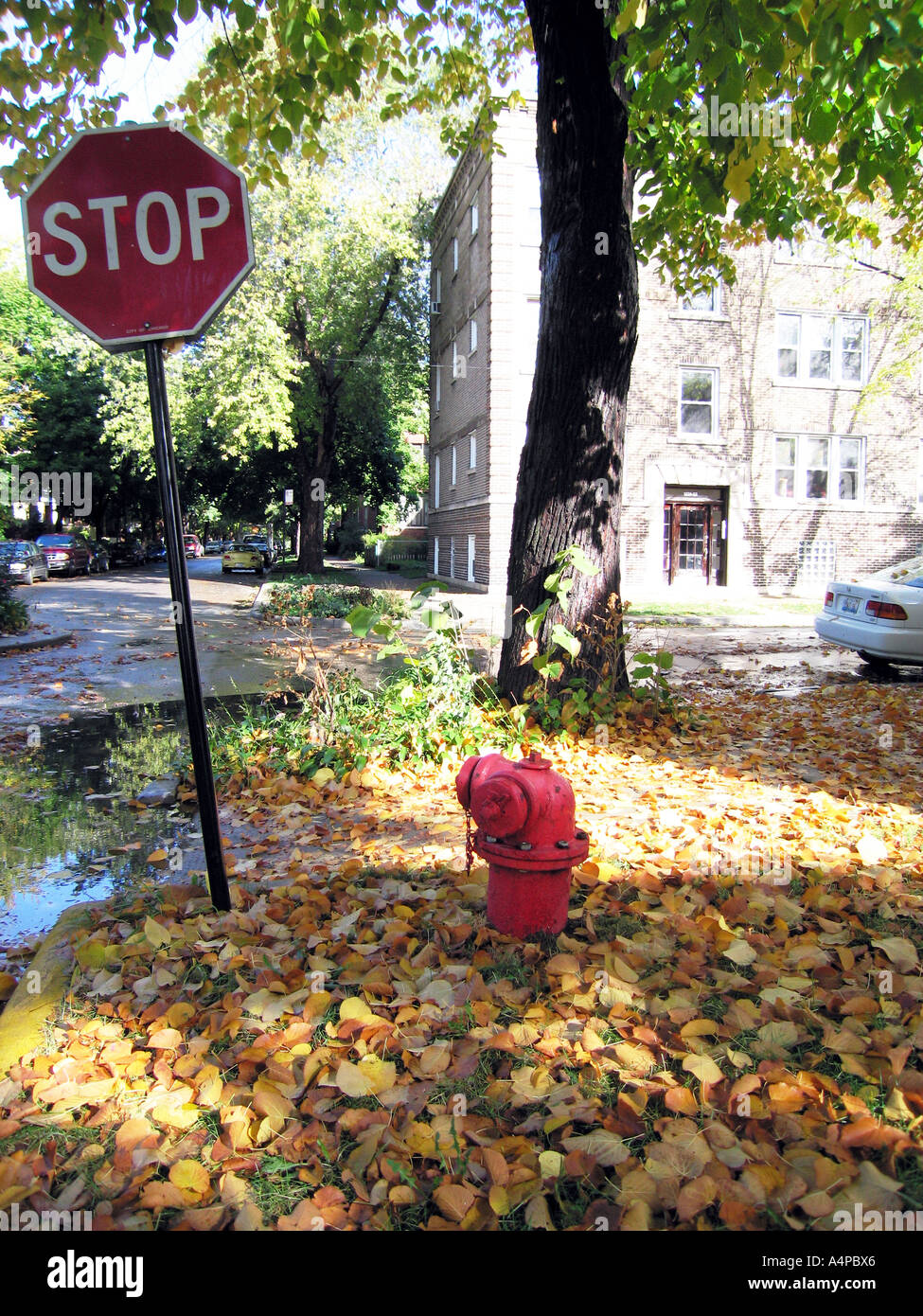 Red stop sign and fire hydrant surrounded by colorful leaves Stock ...