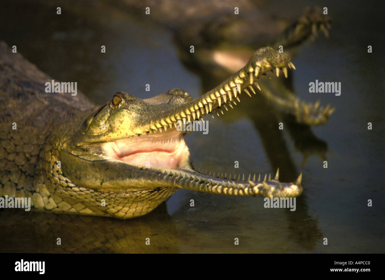Reptiles of nepal hi-res stock photography and images - Alamy