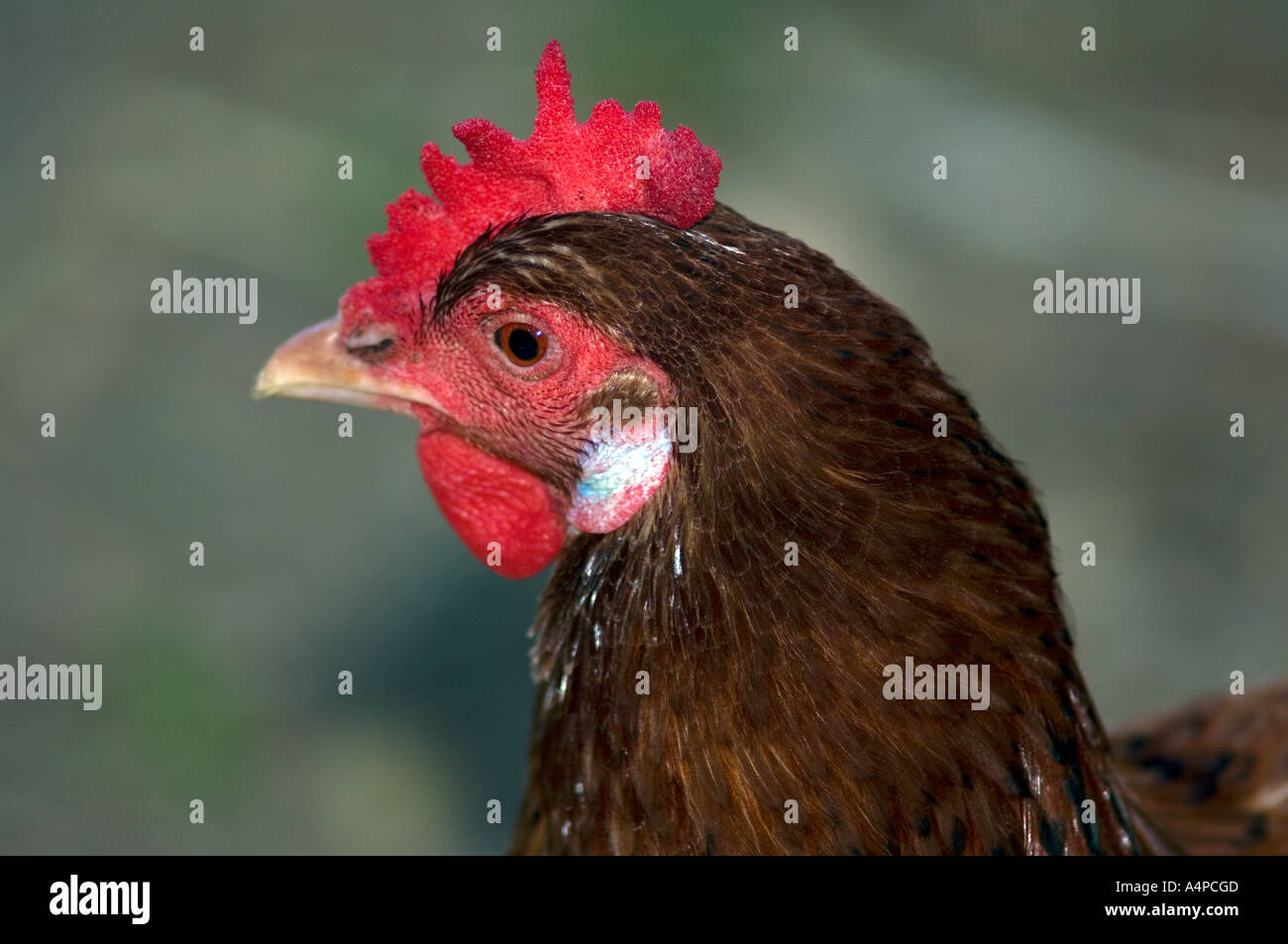 Asian bird flu threat hi-res stock photography and images - Alamy