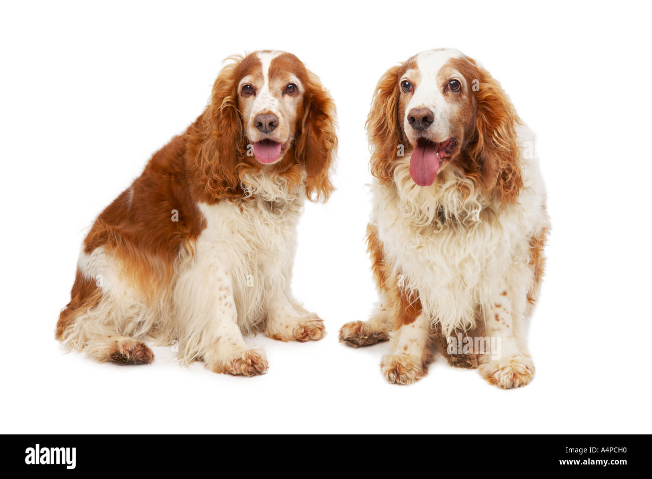 Spaniels two hi-res stock photography and images - Alamy