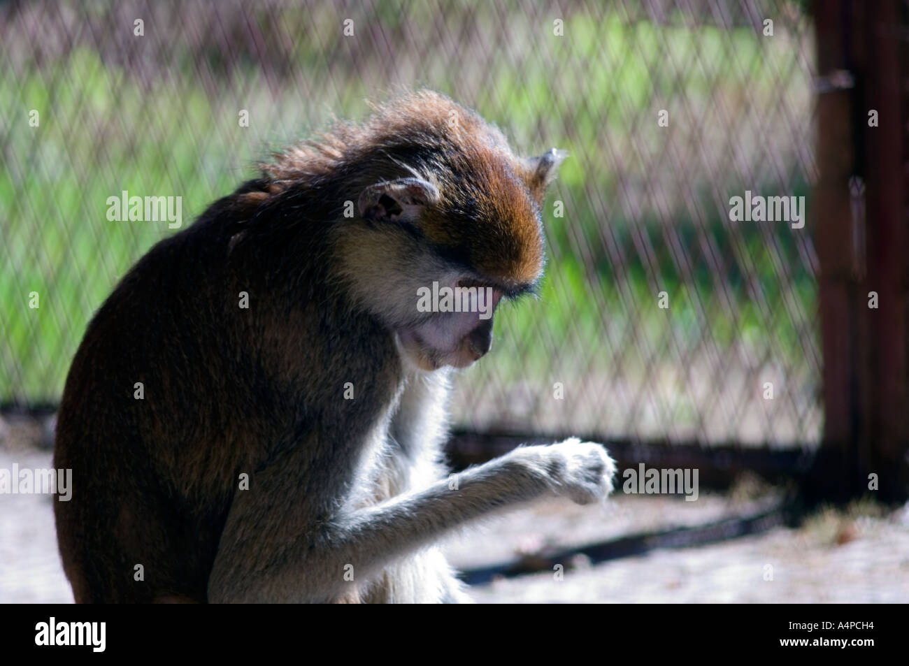 Small friendly but sad monkey locked in a cage in Tunisia Stock Photo ...