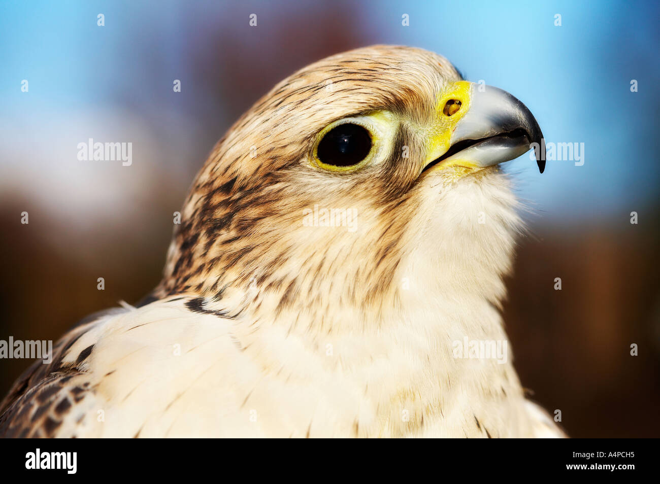 Merlin Gyr Falcon Hybrid Headshot Stock Photo - Alamy