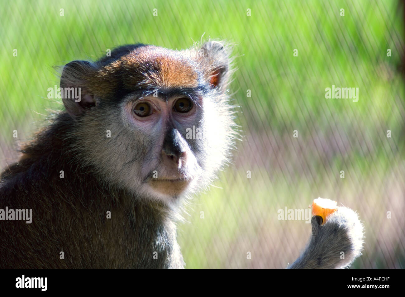 Monkey small cage hi-res stock photography and images - Alamy